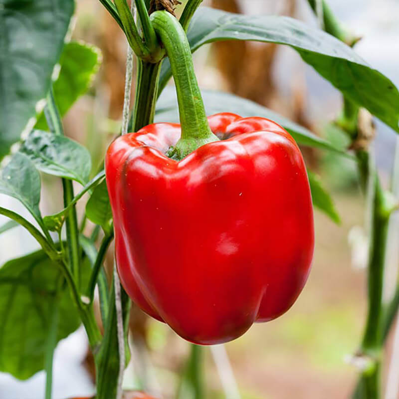 Red Bell Pepper, 1 each – AKEEPER